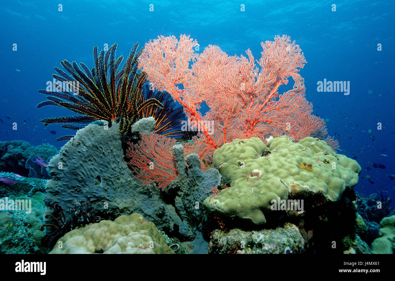 Coral reef, corals Stock Photo - Alamy