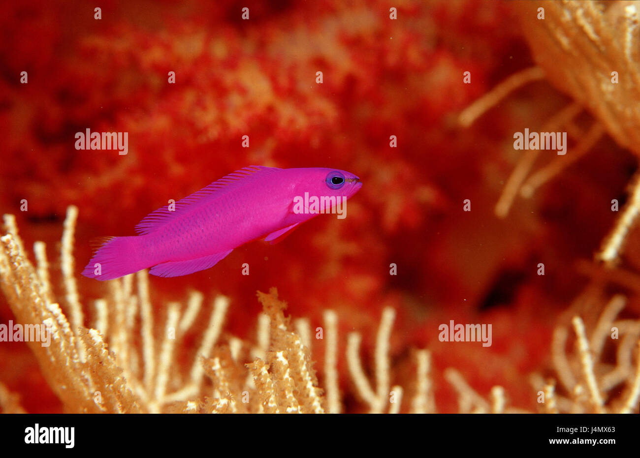 Fridmans dwarf's perch, Pseudochromis fridmani, coral Stock Photo - Alamy