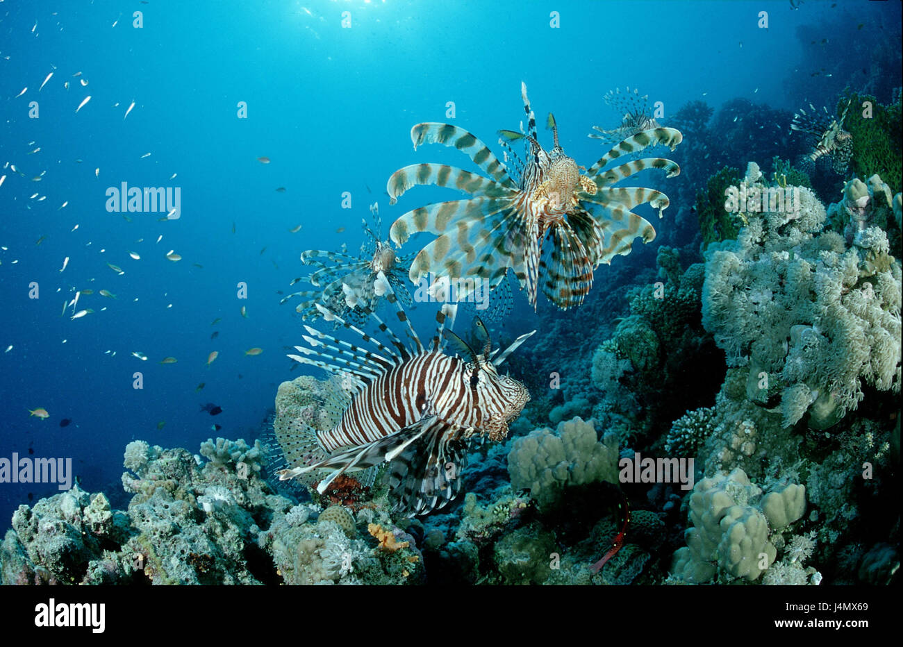 Toxic Fishes High Resolution Stock Photography and Images - Alamy