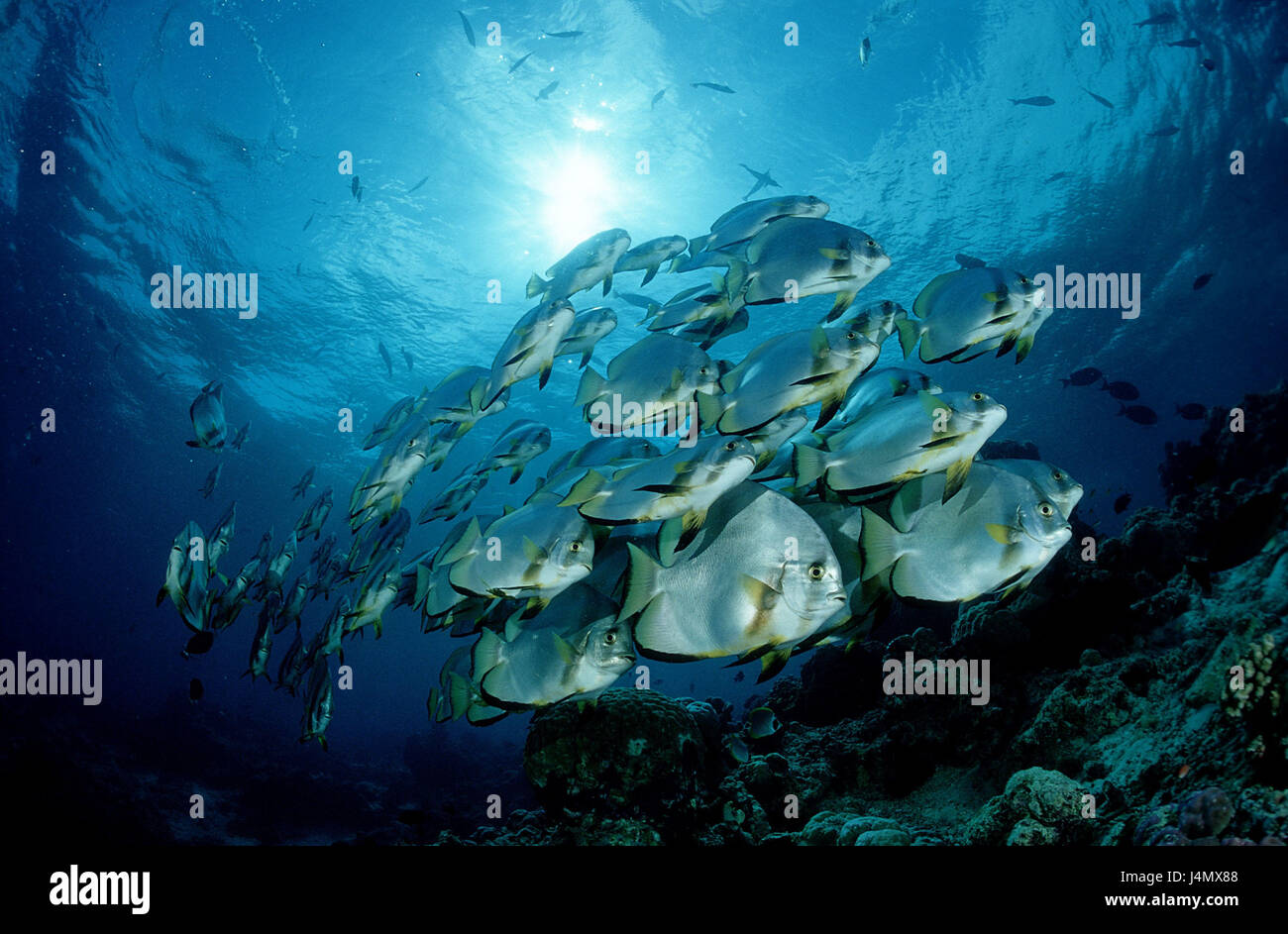 Bat fish (malaysia) hi-res stock photography and images - Alamy