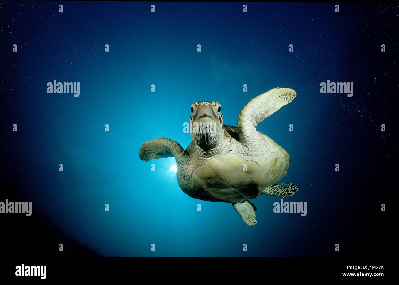 Tortoises reptiles and animals underwater hi-res stock photography and ...