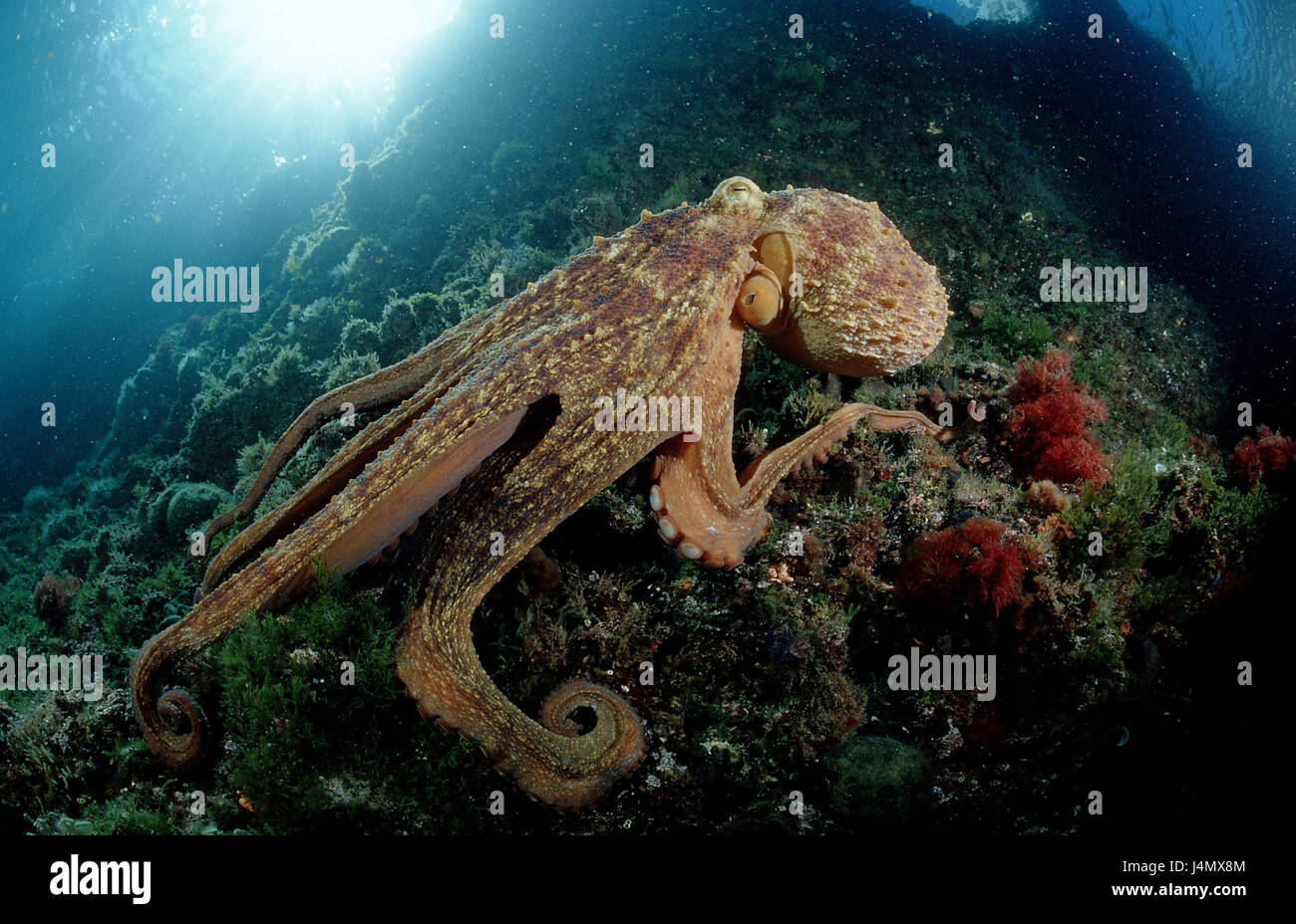 Common octopus, Octopus vulgaris Stock Photo - Alamy