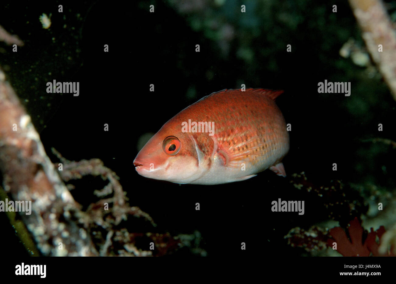 Reef fish, golden maiden, Symphodus melops Stock Photo - Alamy