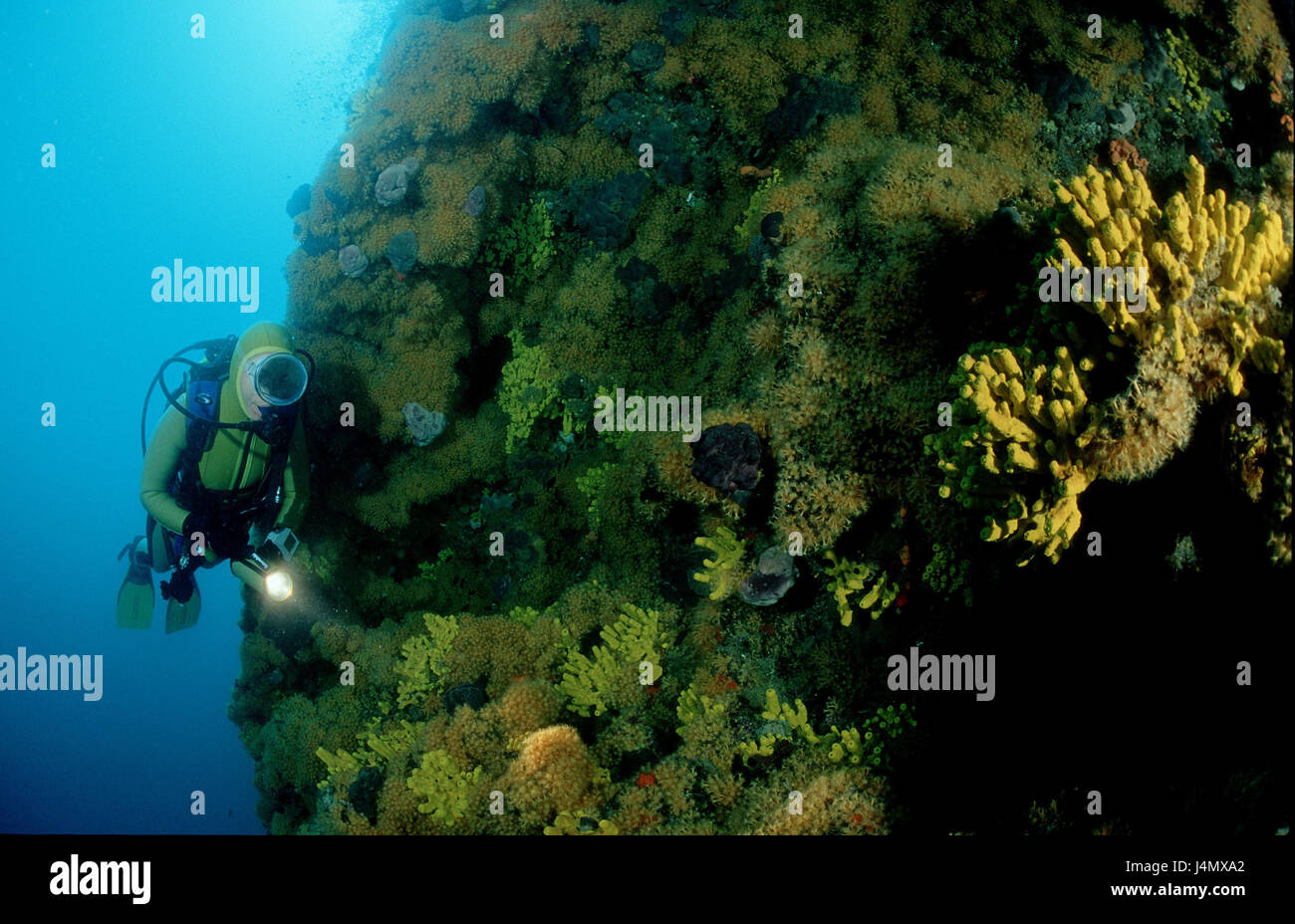 Diver, sea, coral reef, steep coast Stock Photo - Alamy