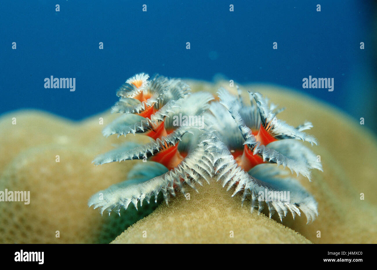 Coloured spiral tube worms, Spirobranchus giganteus Stock Photo - Alamy
