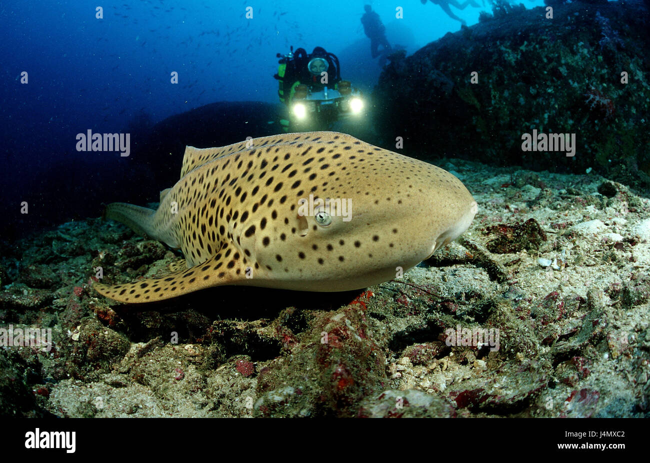 Leopards skin hi-res stock photography and images - Alamy