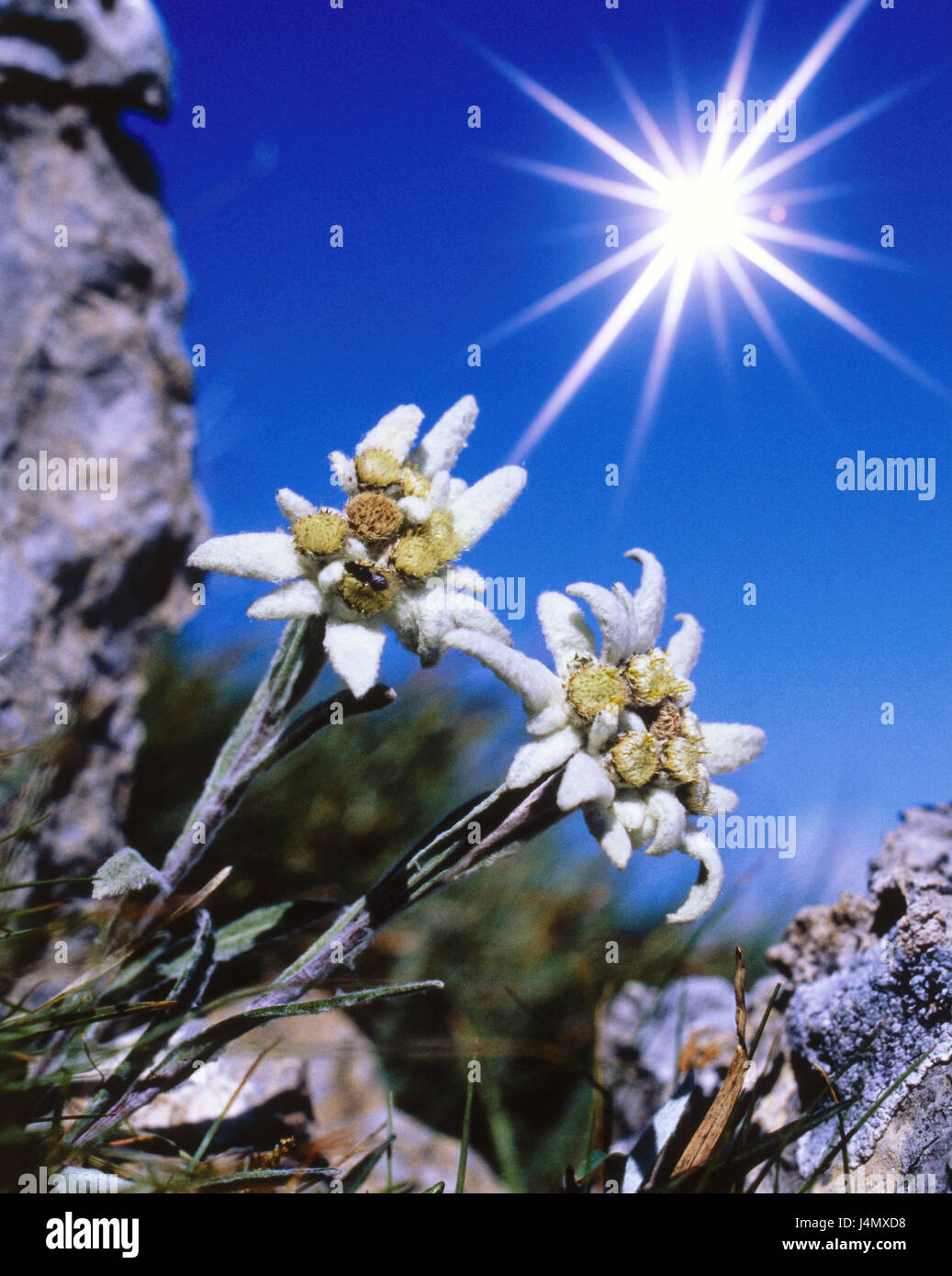 Alps, edelweiss, Leontopodium alpinum, the sun, back light mountains ...