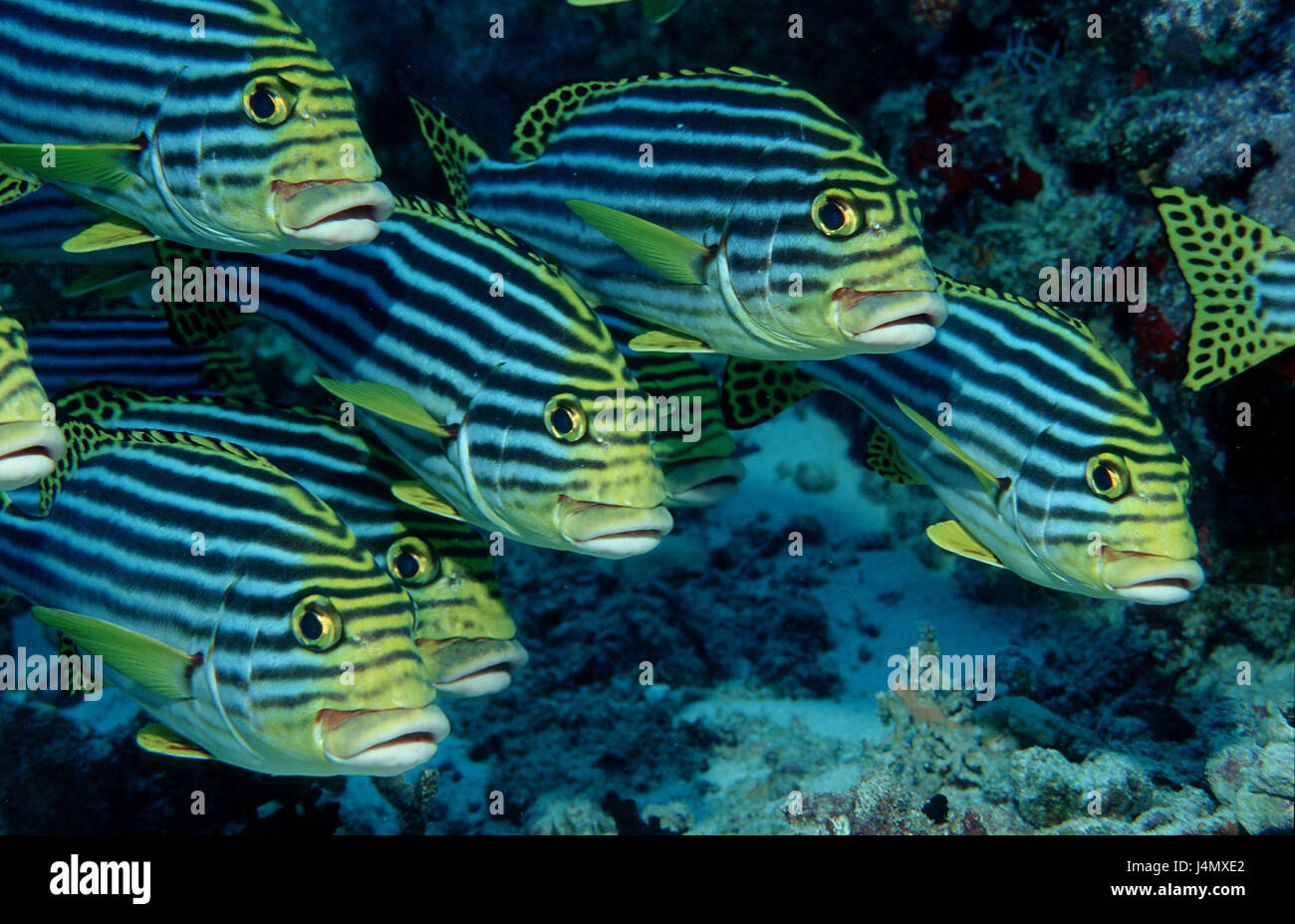 Sweet lips fish hi-res stock photography and images - Alamy