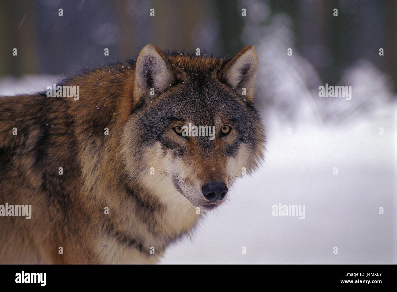 European wolf, Canis lupus, portrait Germany, game park Poing, animal ...