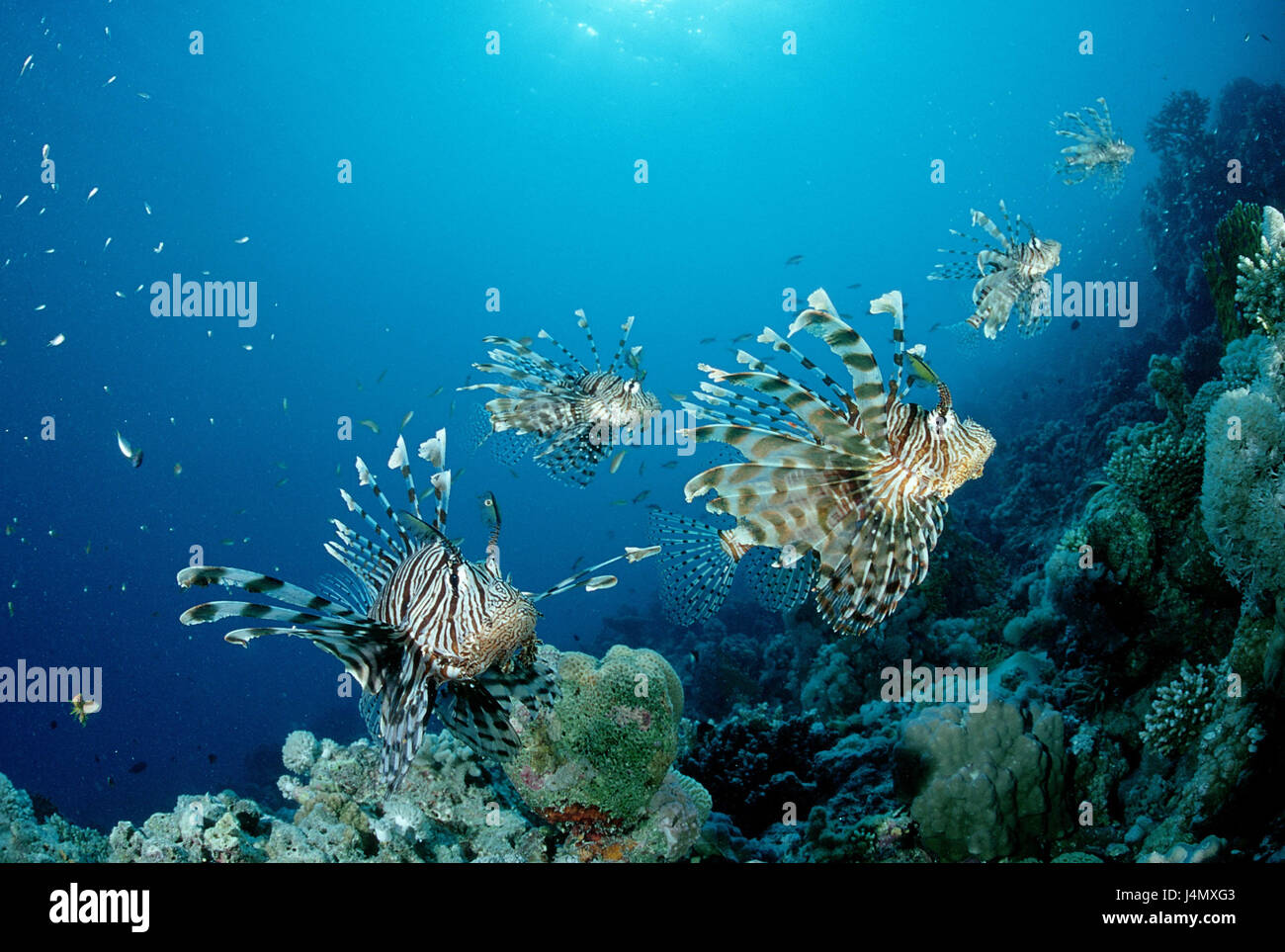 Red turkeyfish hi-res stock photography and images - Alamy