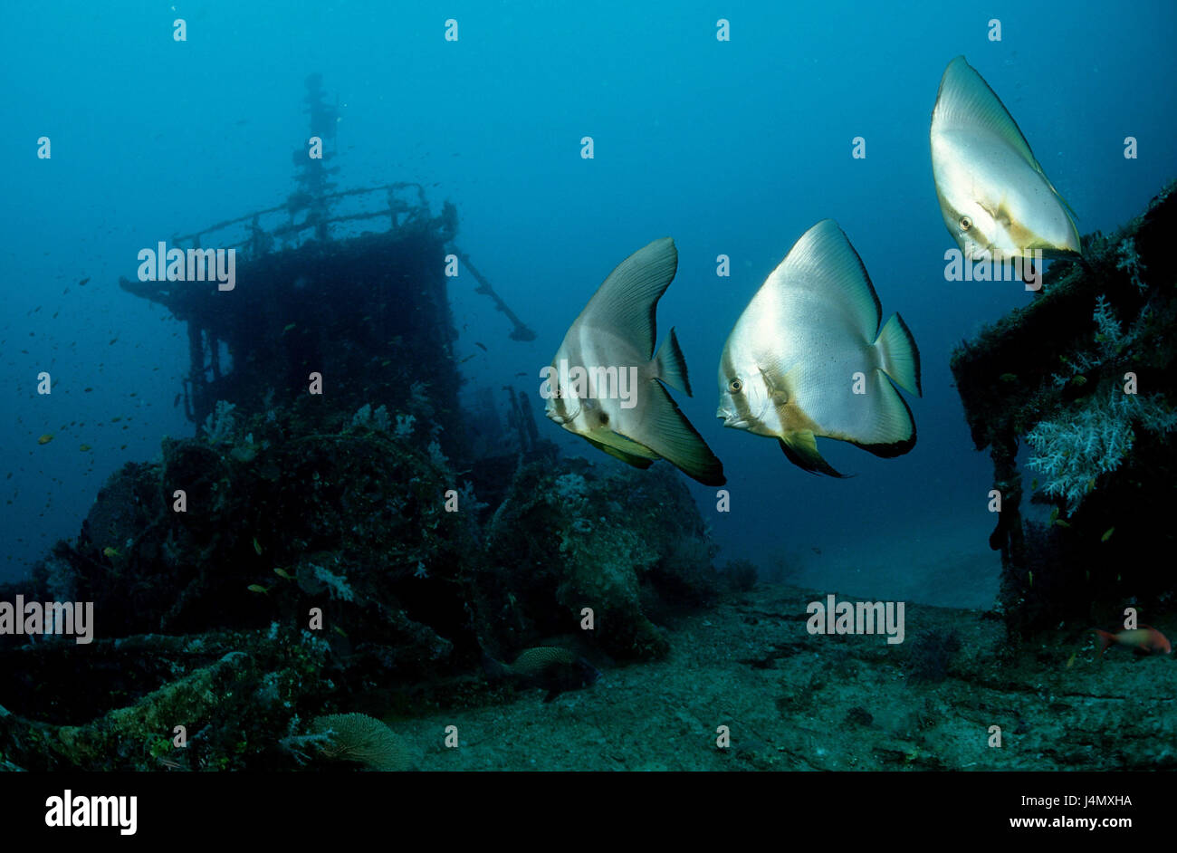 Wreck underwater fish hi-res stock photography and images - Alamy