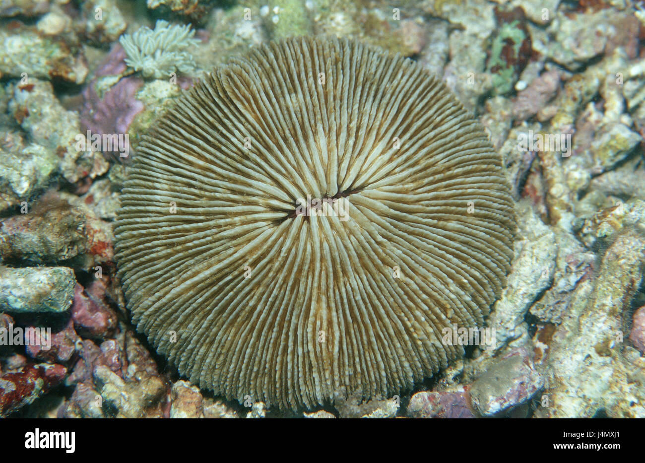 Fungus coral, Ctenactis echinata Stock Photo - Alamy