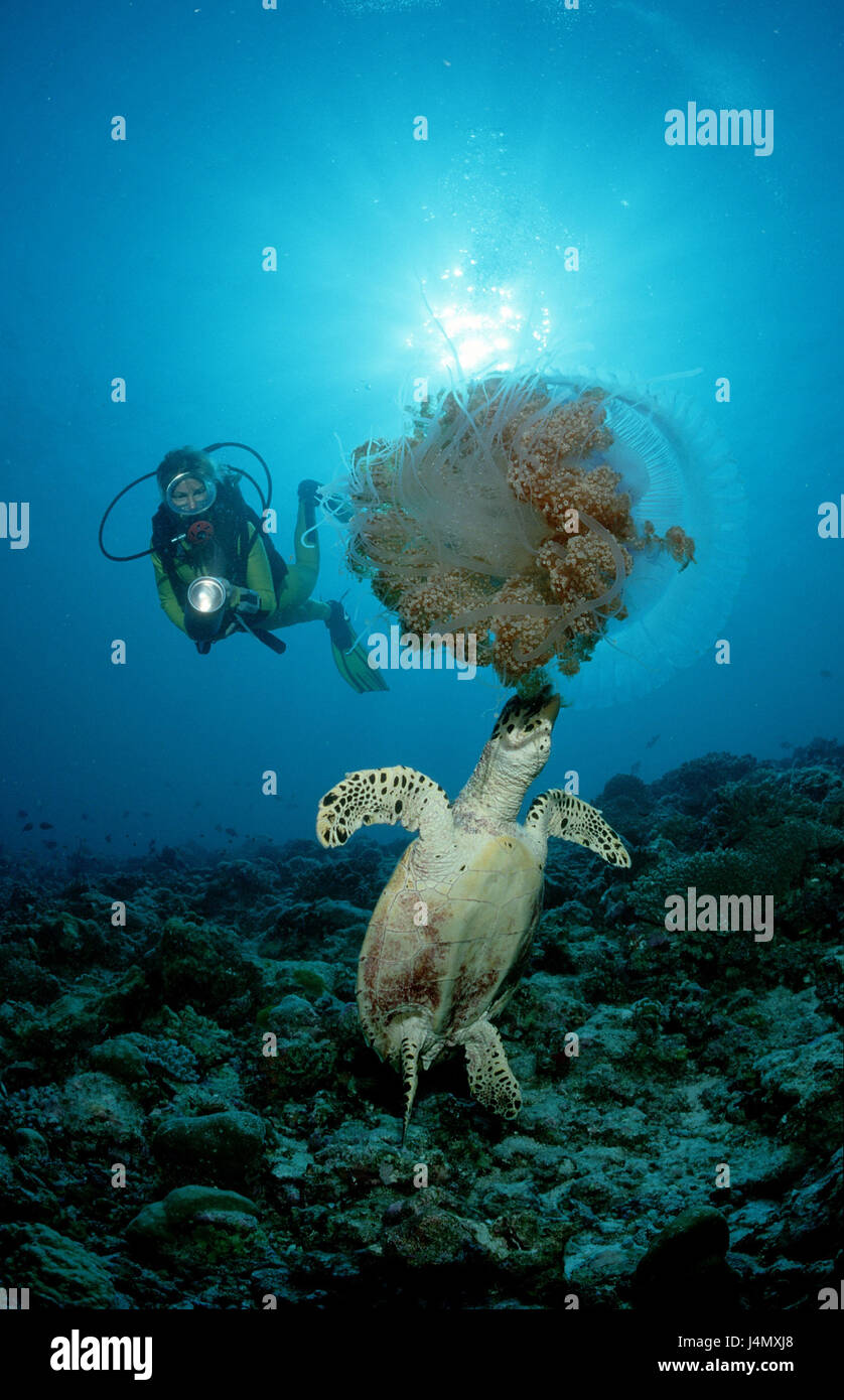 Seaturtle eating jellyfish hi-res stock photography and images - Alamy