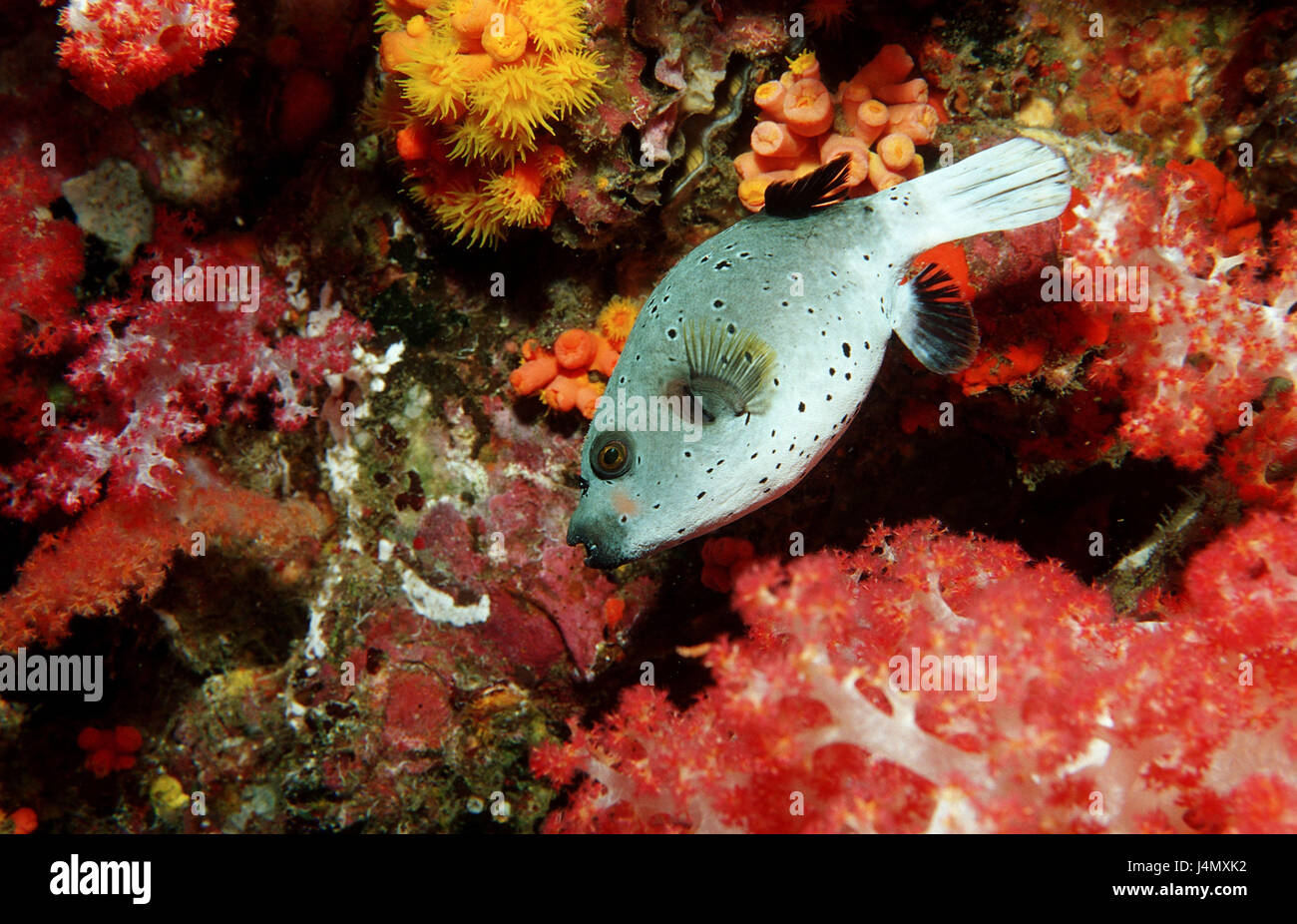 Coral reef sphere hi-res stock photography and images - Alamy
