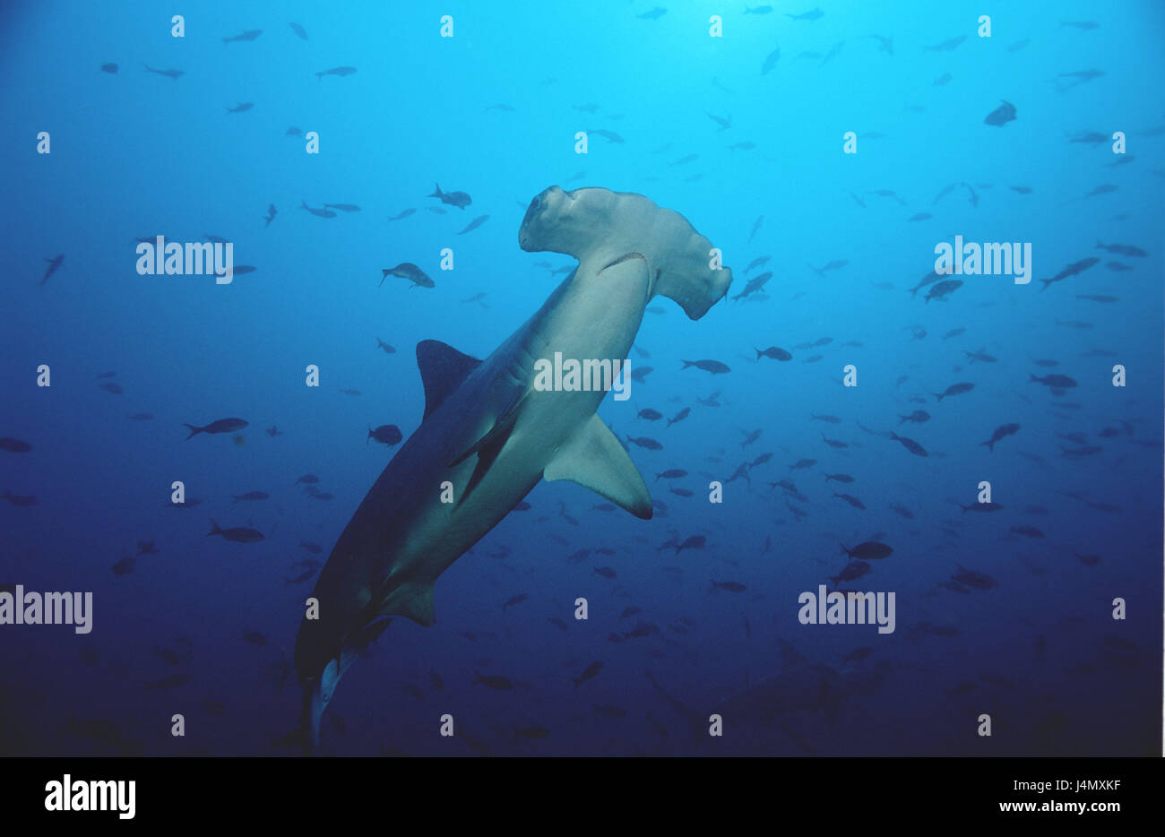 Bow forehead howler shark, Sphyrna lewini Stock Photo - Alamy