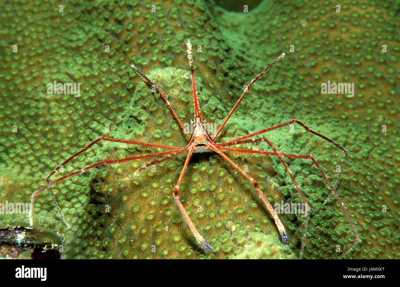 Spinning crab, Stenorhynchus seticornus Stock Photo - Alamy