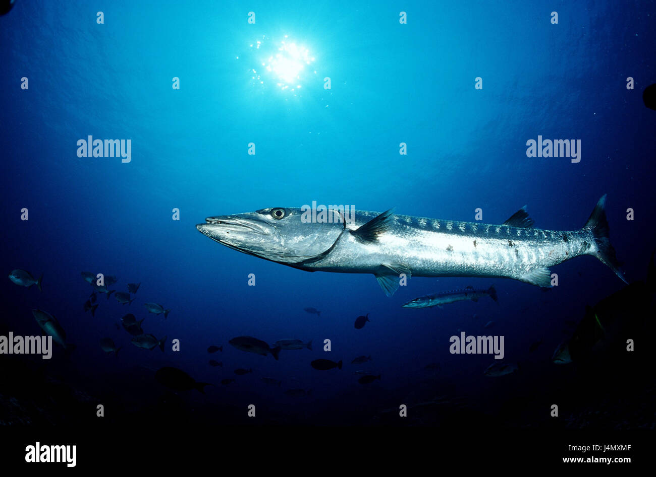 Big barracuda, Sphyraena barracuda Stock Photo - Alamy