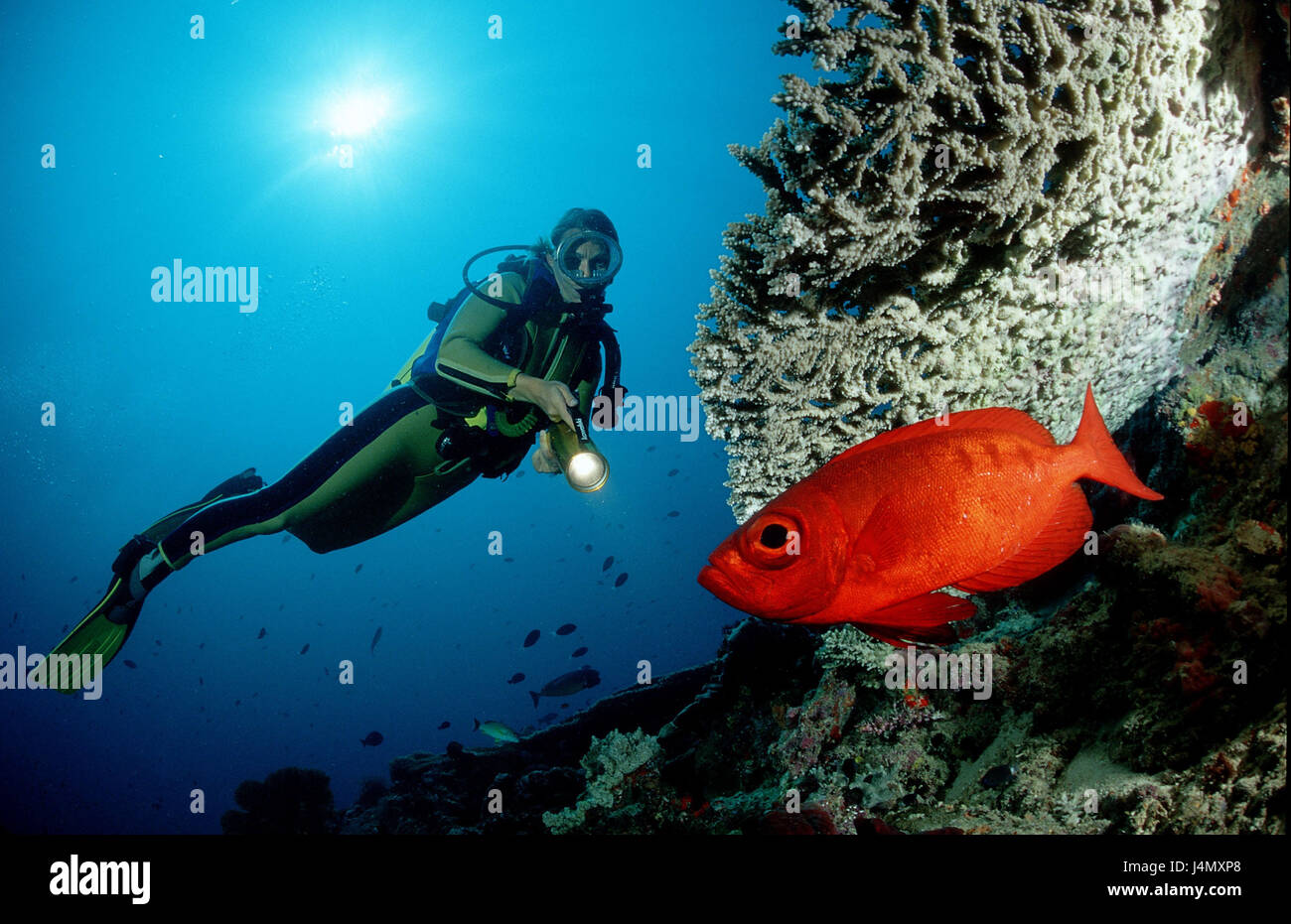 Gross suction perch, Priacanthus hamrur, coral reef, diver, back light ...