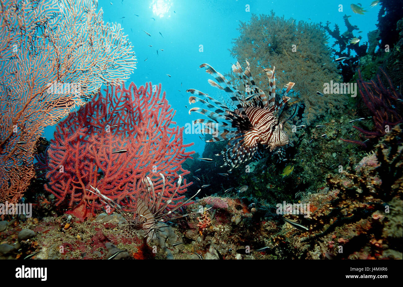Red fire fish, Pterois volitans, coral reef Stock Photo - Alamy