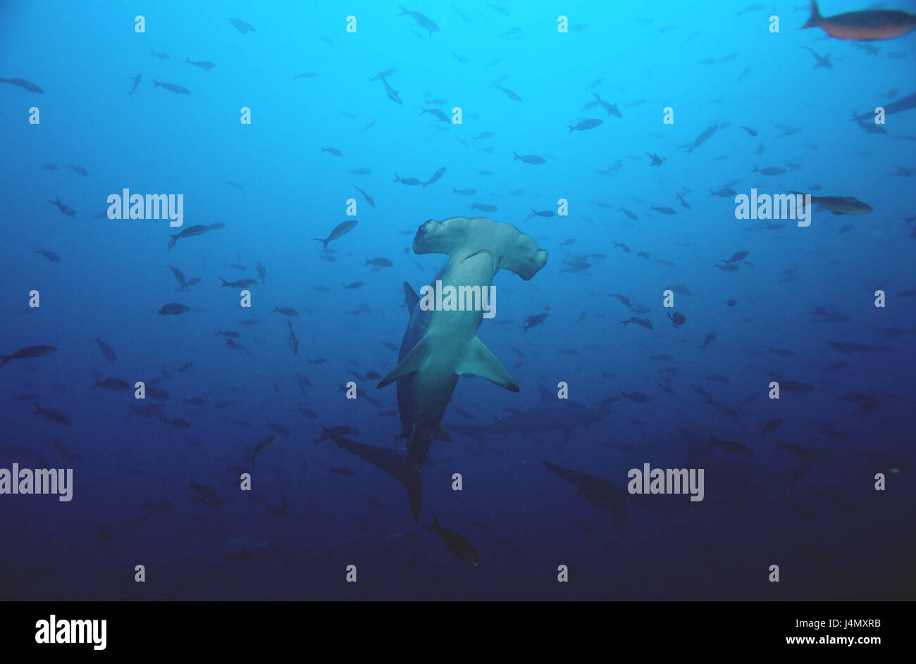 Bow forehead howler shark, Sphyrna lewini Stock Photo - Alamy