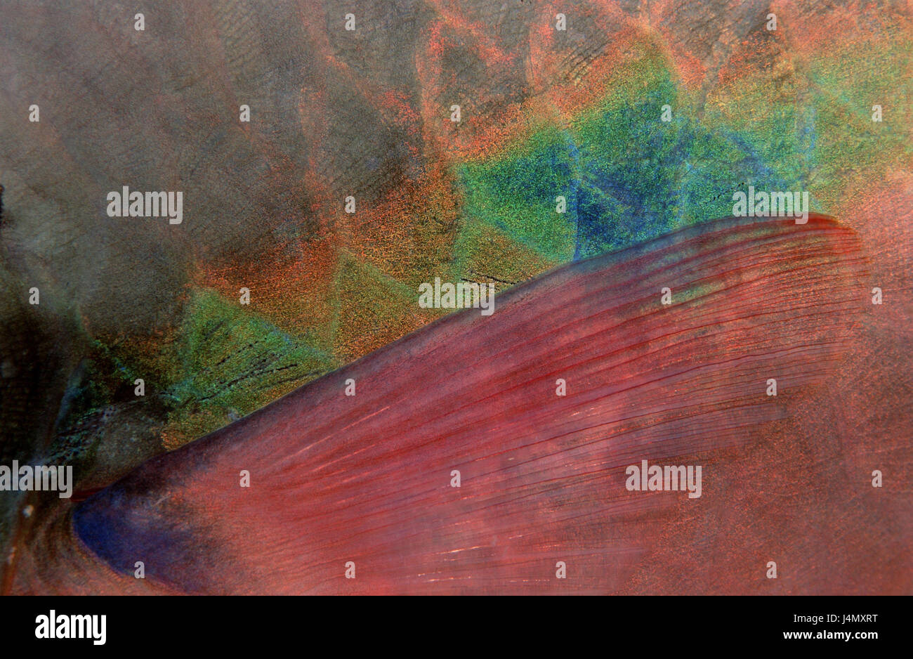 Parrot fish, Scarus sp., detail, scales, fin Stock Photo - Alamy
