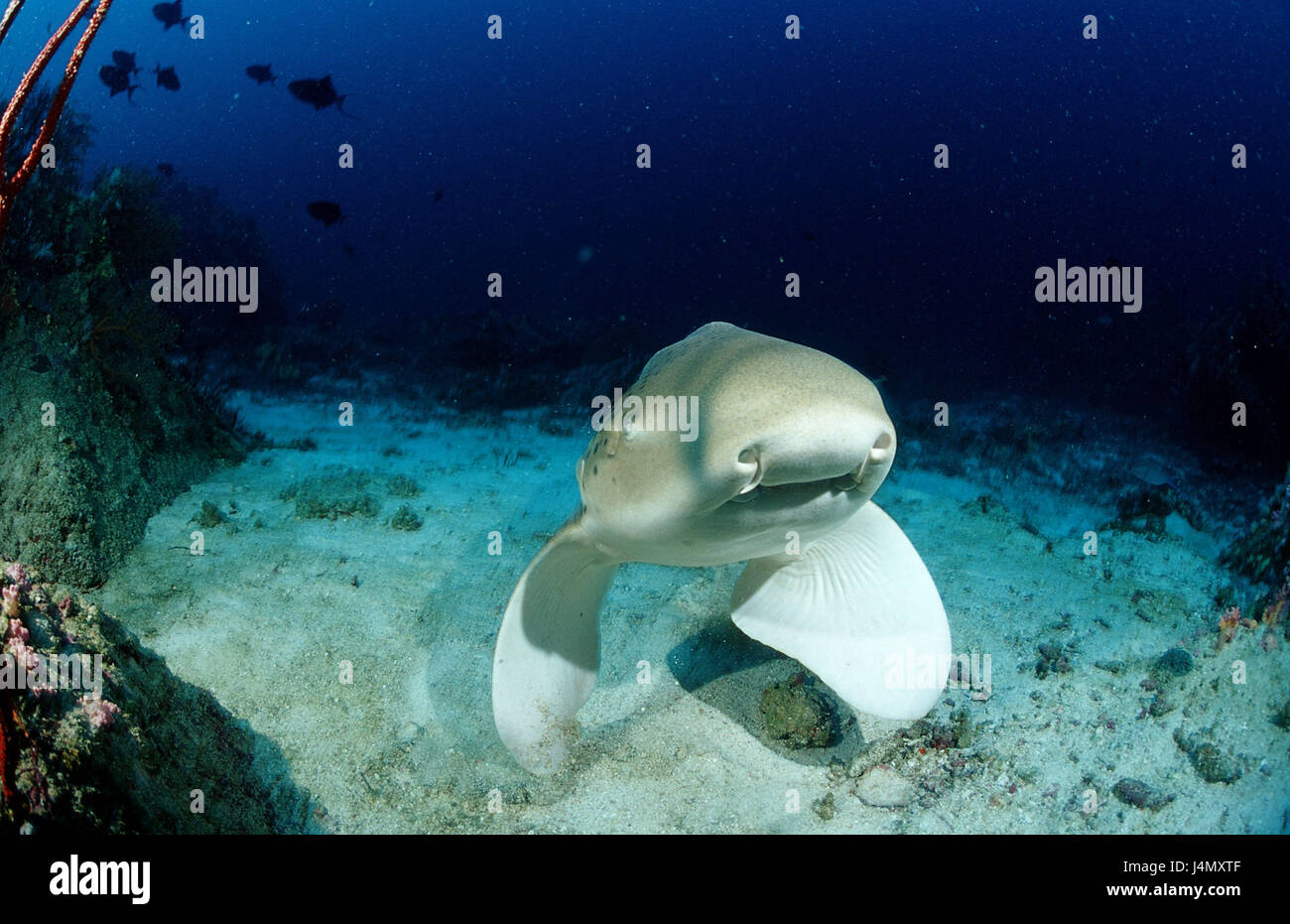 Leopards skin hi-res stock photography and images - Alamy