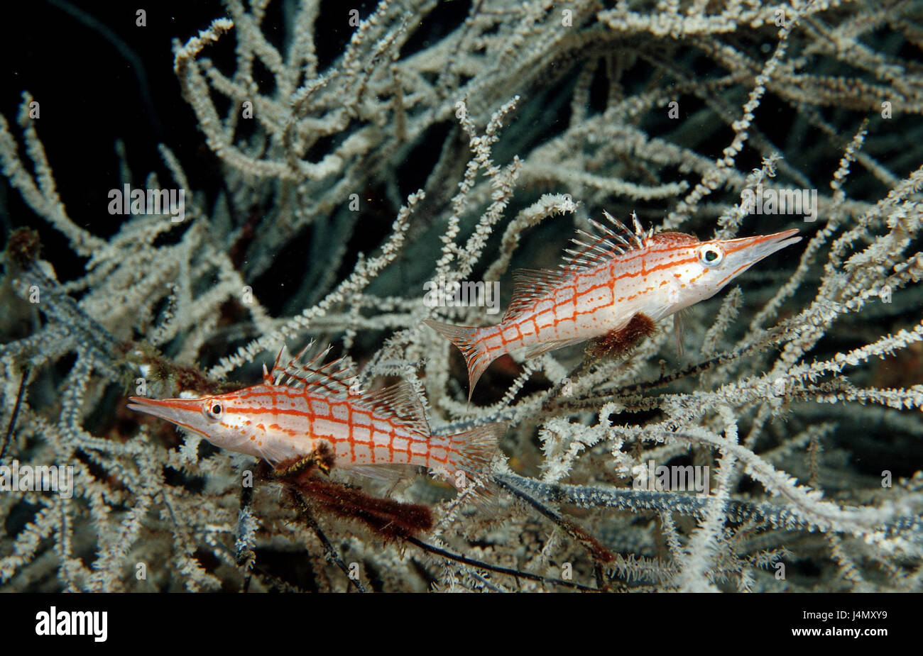 Sea Fish Long Nose Stock Photos & Sea Fish Long Nose Stock Images - Alamy