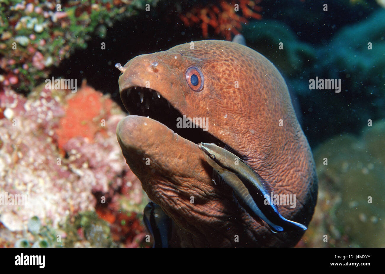 Putzerfisch, Labroides dimidiatus, soot head-Muräne, Gymnothorax ...