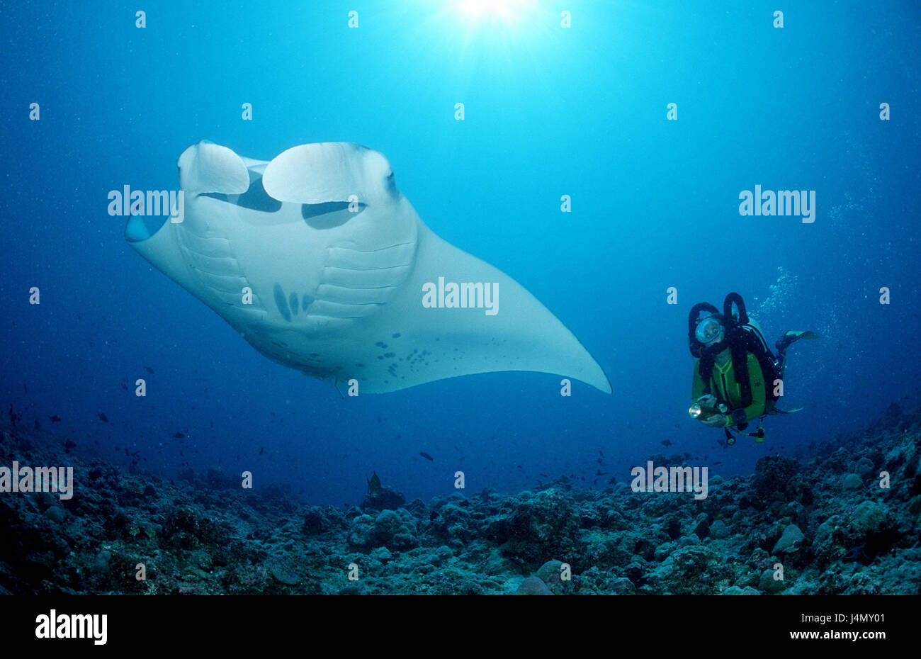 Diver manta rays birostris hi-res stock photography and images - Alamy