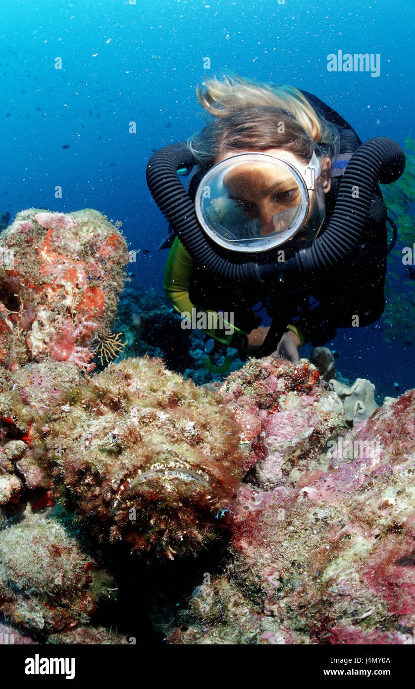 Real stone fish hi-res stock photography and images - Alamy