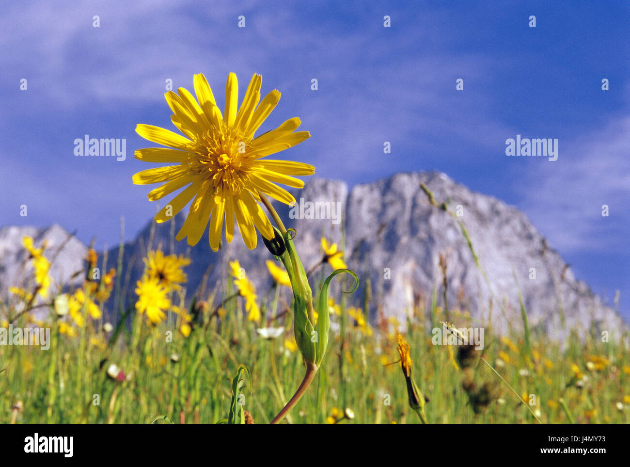Germany, Berchtesgadener alps, Alpine flowers, meadow goat's beard ...
