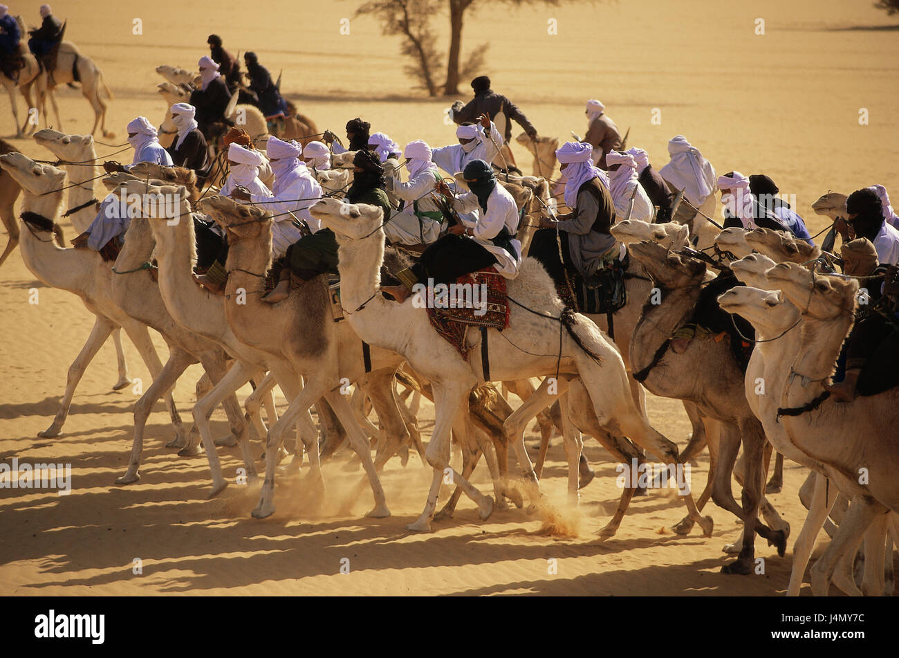Libya, desert Sahara, region of Fessan, Ghat, Tuareg festival, camel race, bleed, no model ...