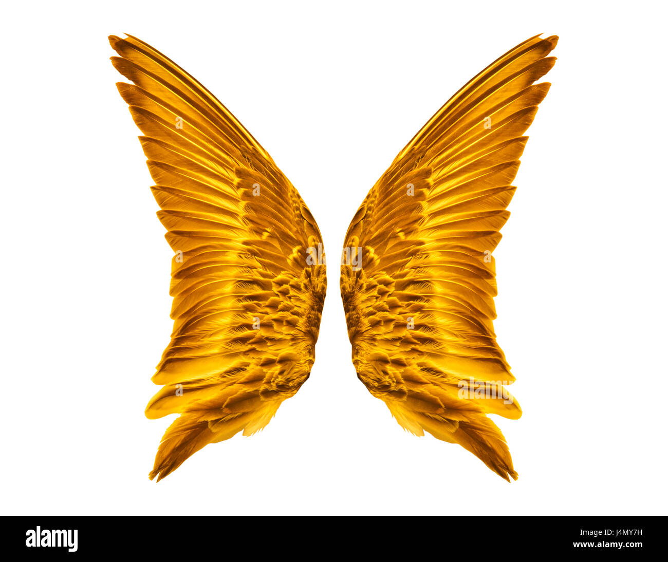 Pair of golden bird wings from a sandpiper bird./Pair of golden bird ...