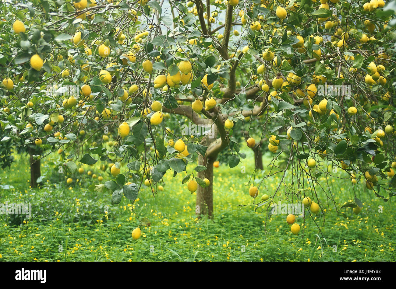 Lemon tree, detail, fruits plantation, annex, plant, tree ...