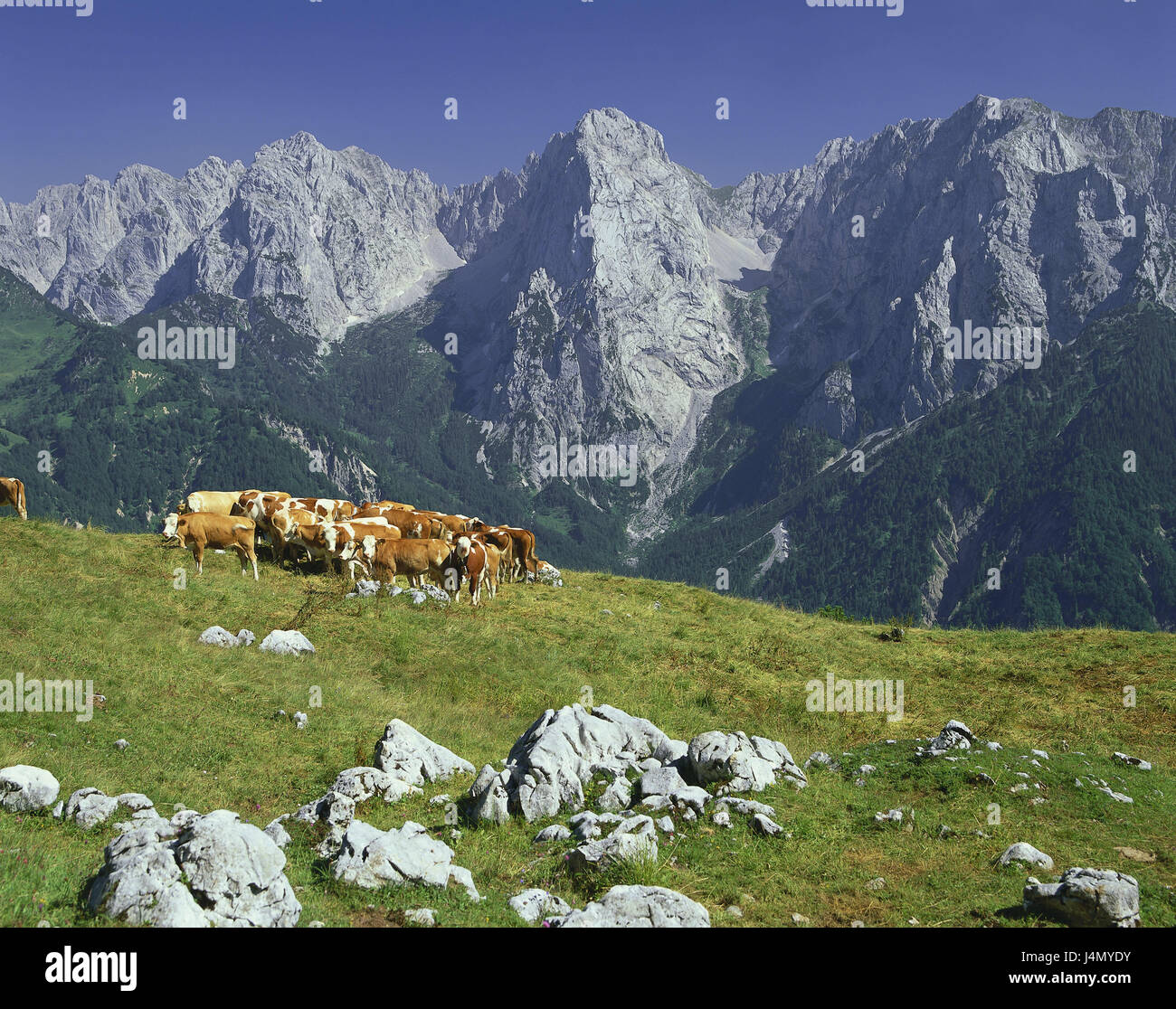 Austria, Tyrol, Kaisergebirge, alp, cow's focuses, alps, mountains ...