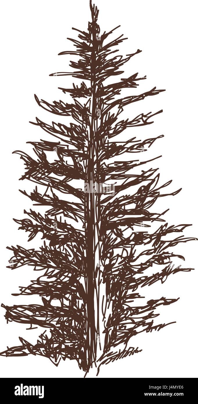 coniferous tree silhouette sketched line art isolated vector Stock ...