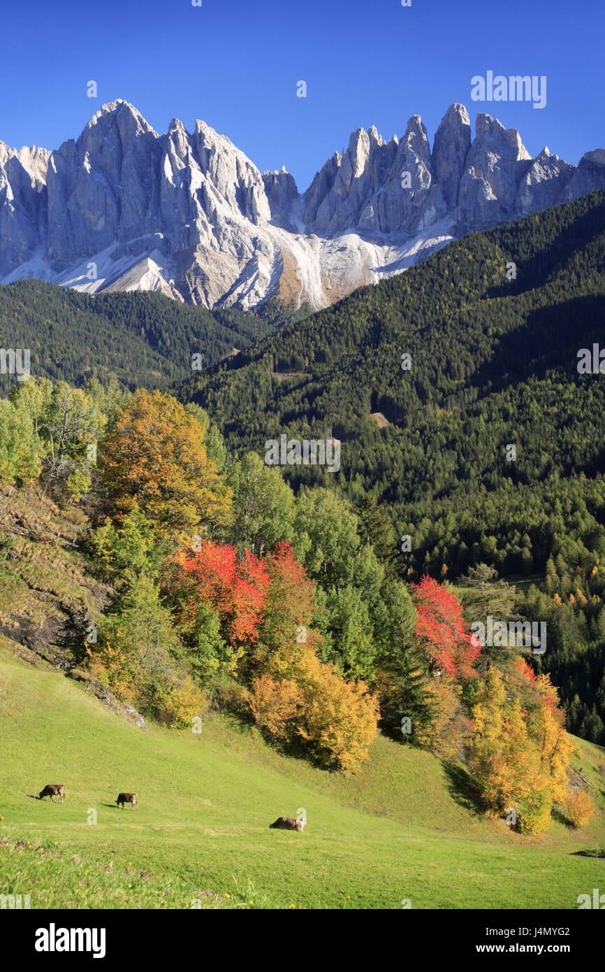 Italy, South Tirol, Villnößtal, nature reserve Puez-Geisler, dolomites ...