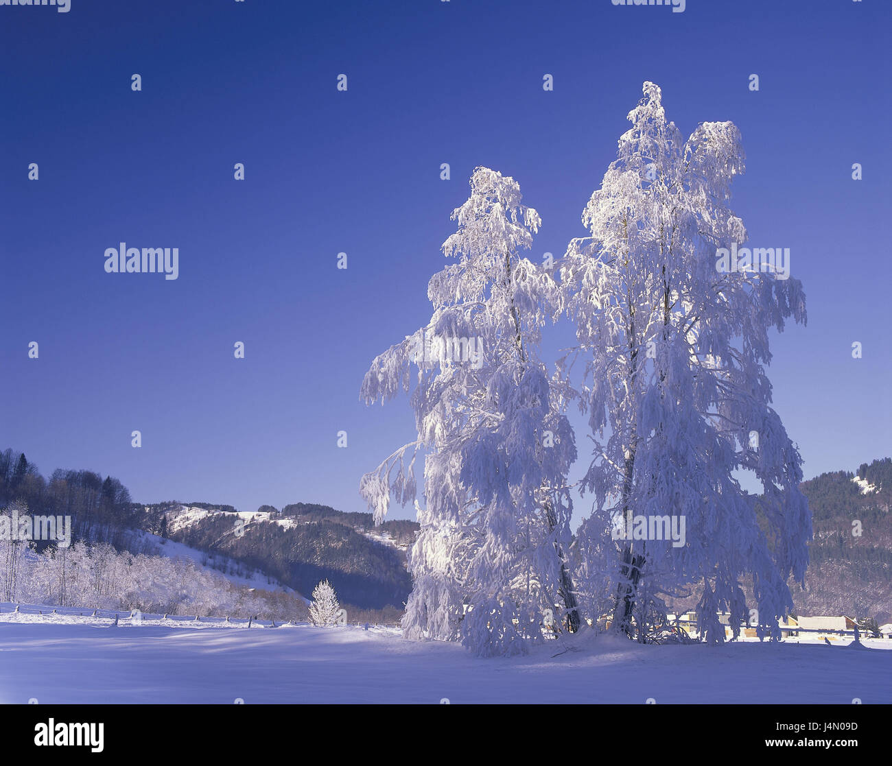 Austria, Vorarlberg, Bregenzerwald, Schoppernau, winter scenery, trees ...