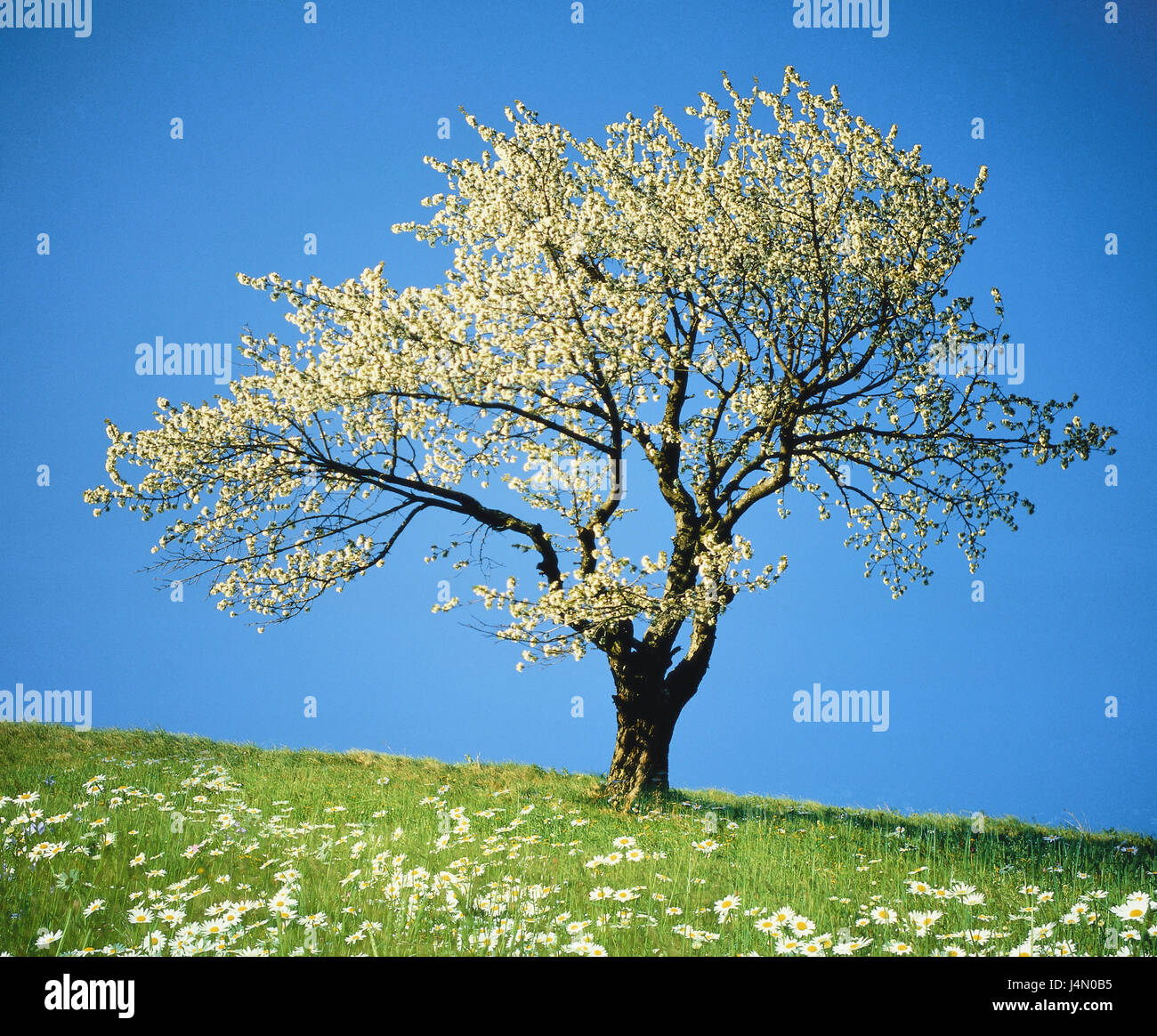 Solitaire tree, flower meadow, margin rites, blossom, nature, scenery ...