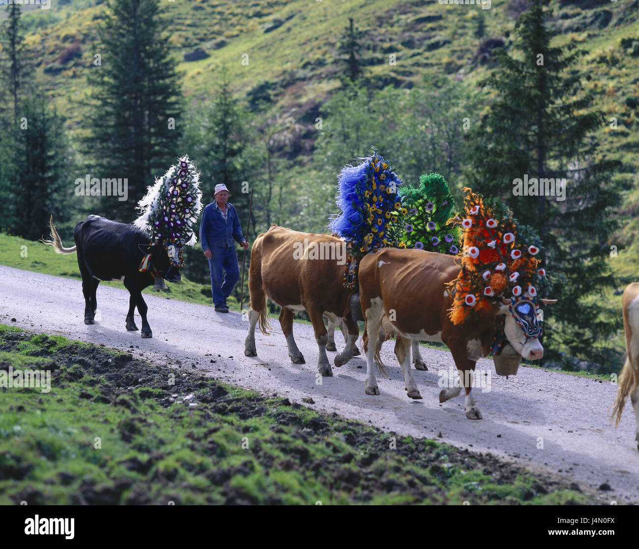 Austria, Tyrol, Wildschönau, Almabtrieb, cows, headdress, pawn, no ...