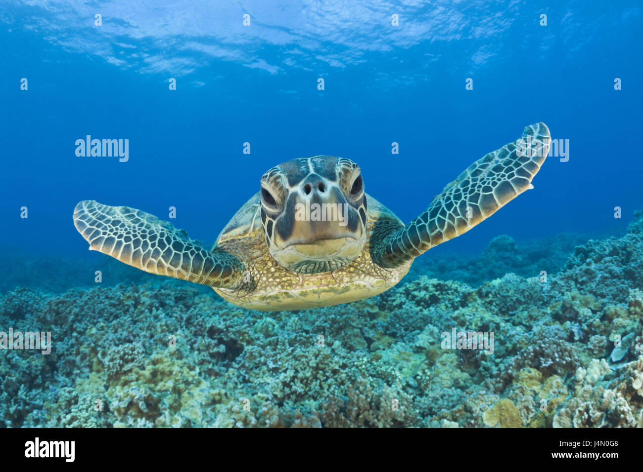 Green sea tortoise Stock Photo - Alamy