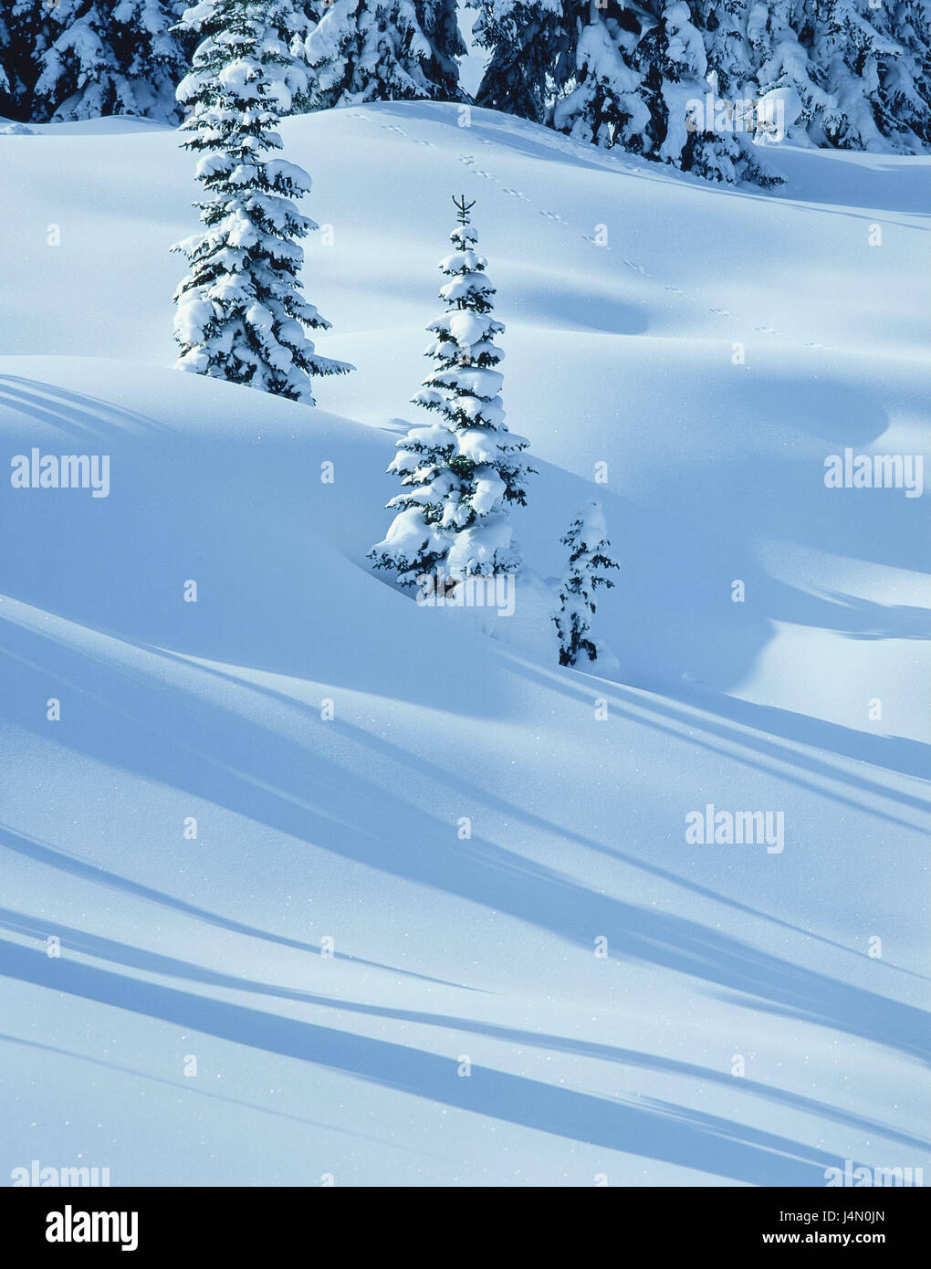 Conifers with snow hi-res stock photography and images - Alamy