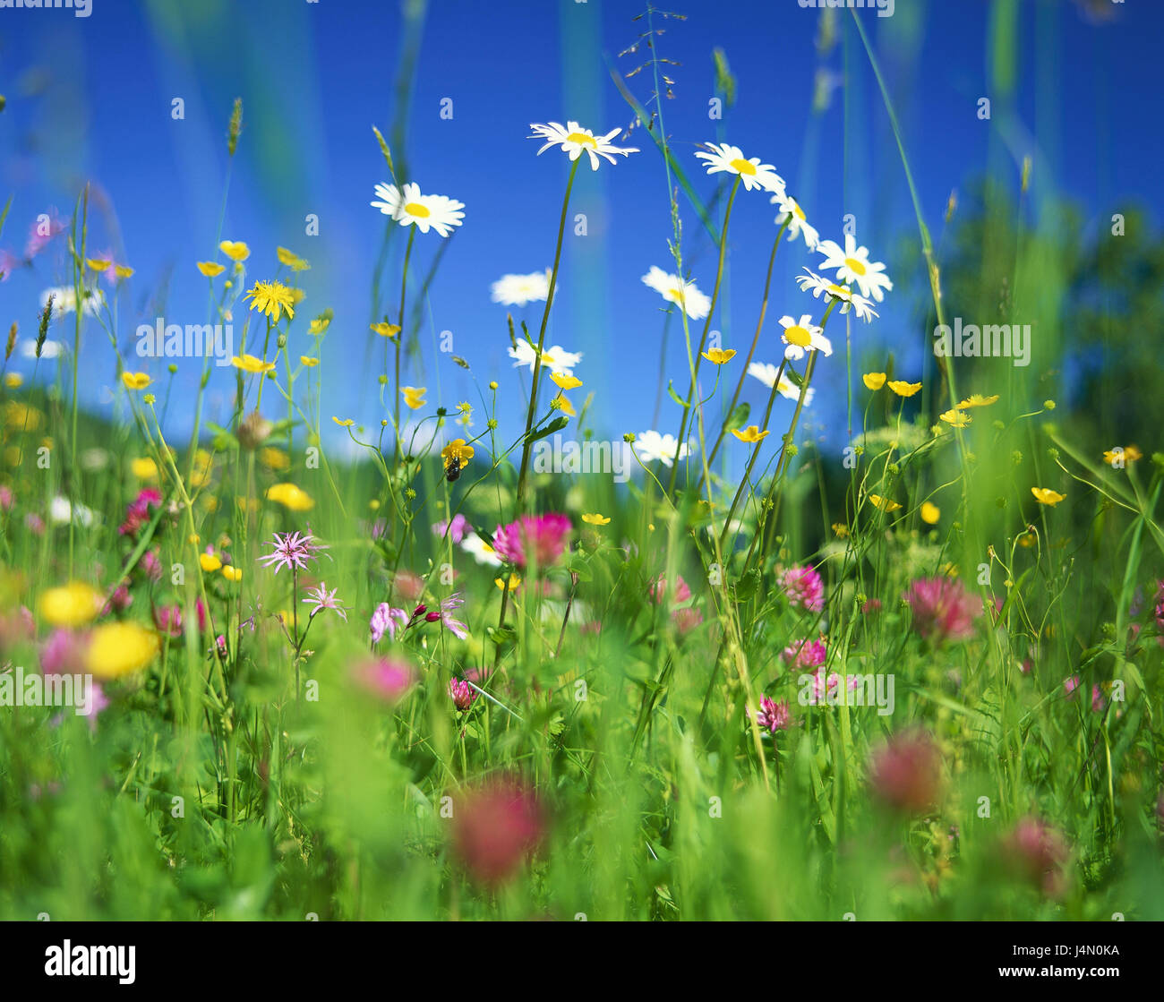 Flower meadow, detail, nature, meadow, flowers, plants, vegetation ...