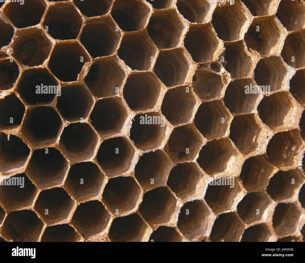 Hornets honeycombs hi-res stock photography and images - Alamy