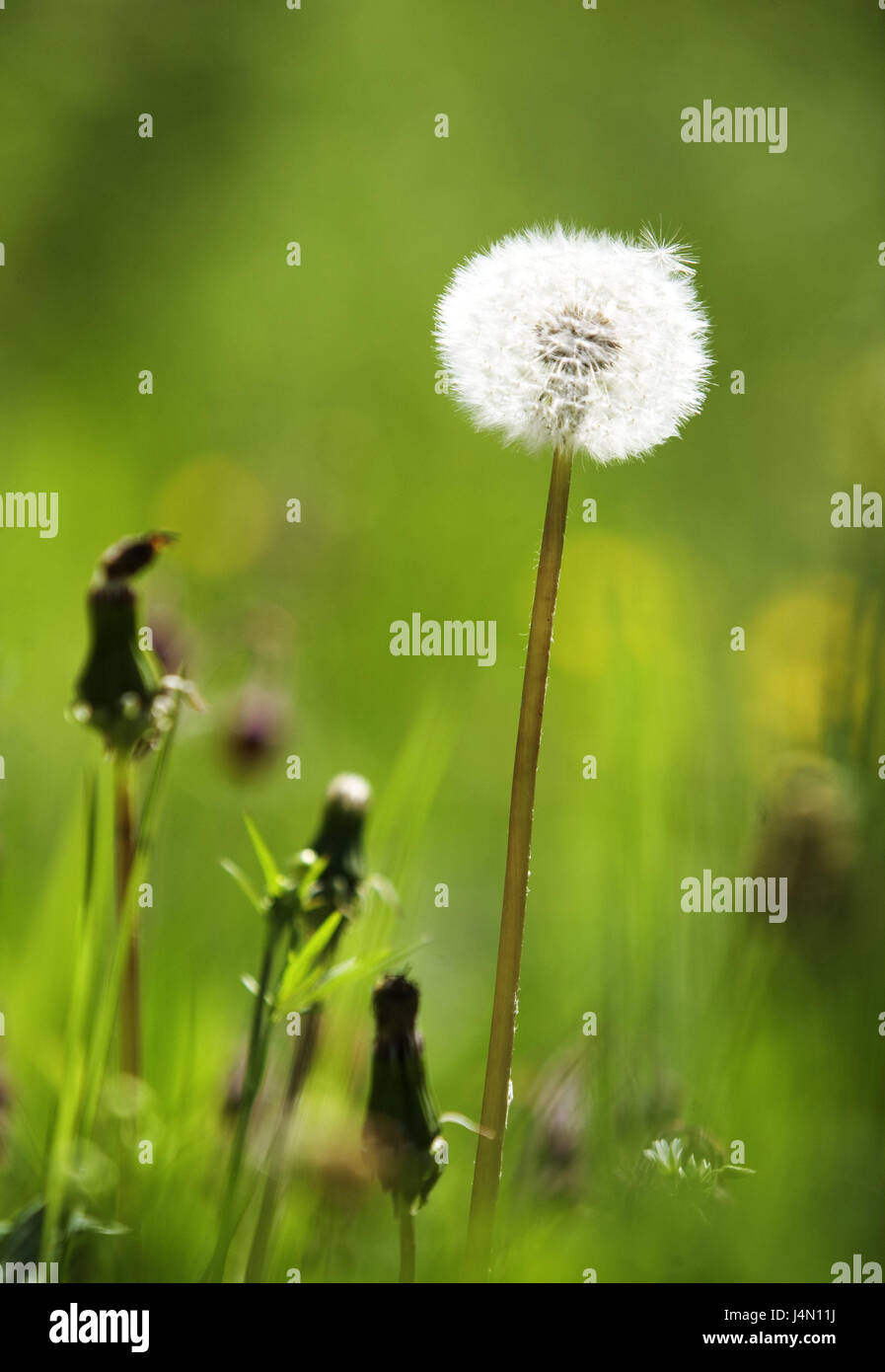 Meadow, dandelion, puff's flower, nature, plants, grass, grass, plant ...