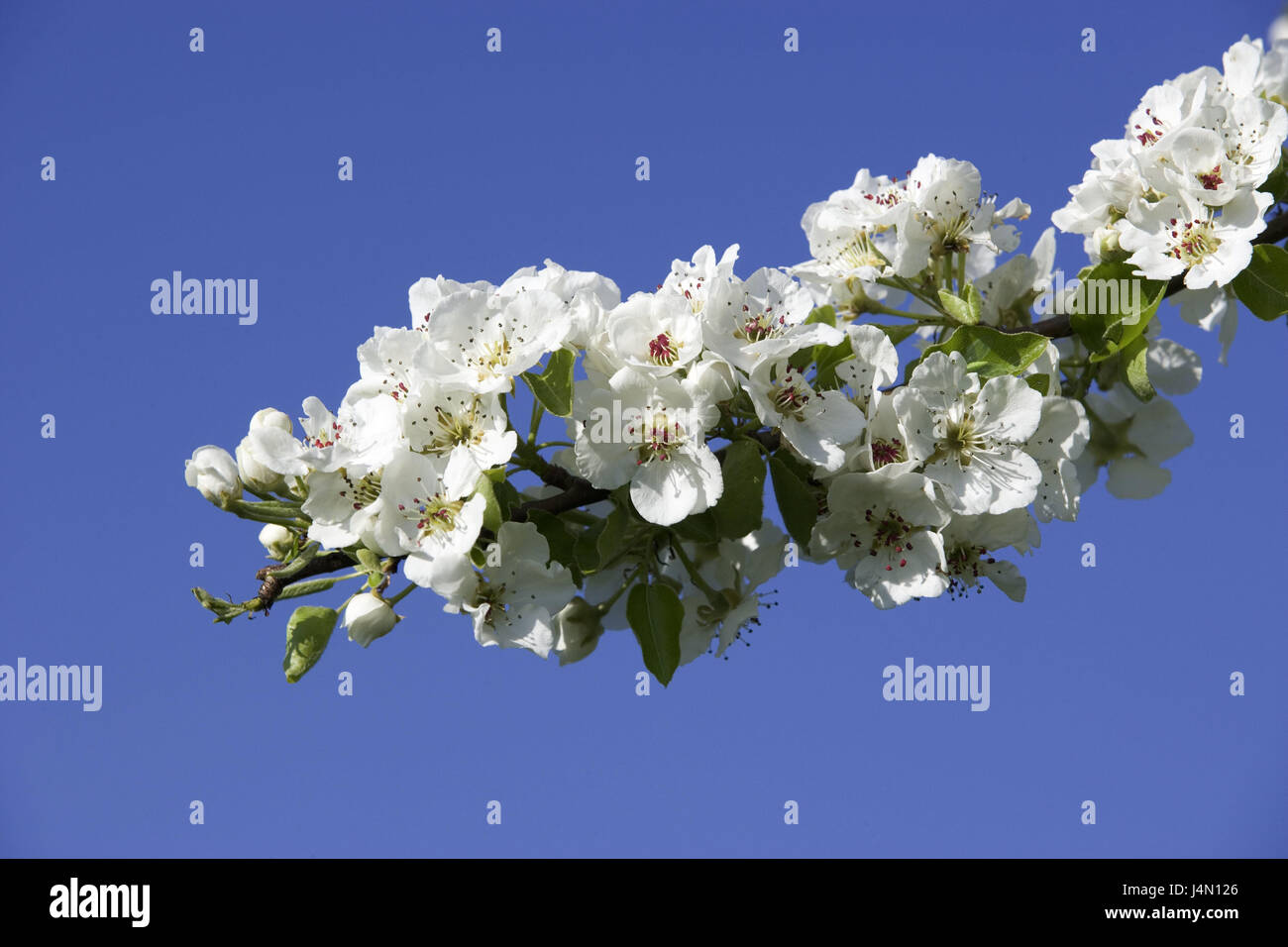Pear tree, flowering branch, nature, plants, tree, fruit-tree, fruit ...