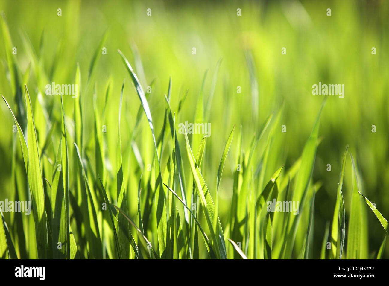 Meadow, blades of grass, sunlight, nature, plants, grass, growth, grow ...