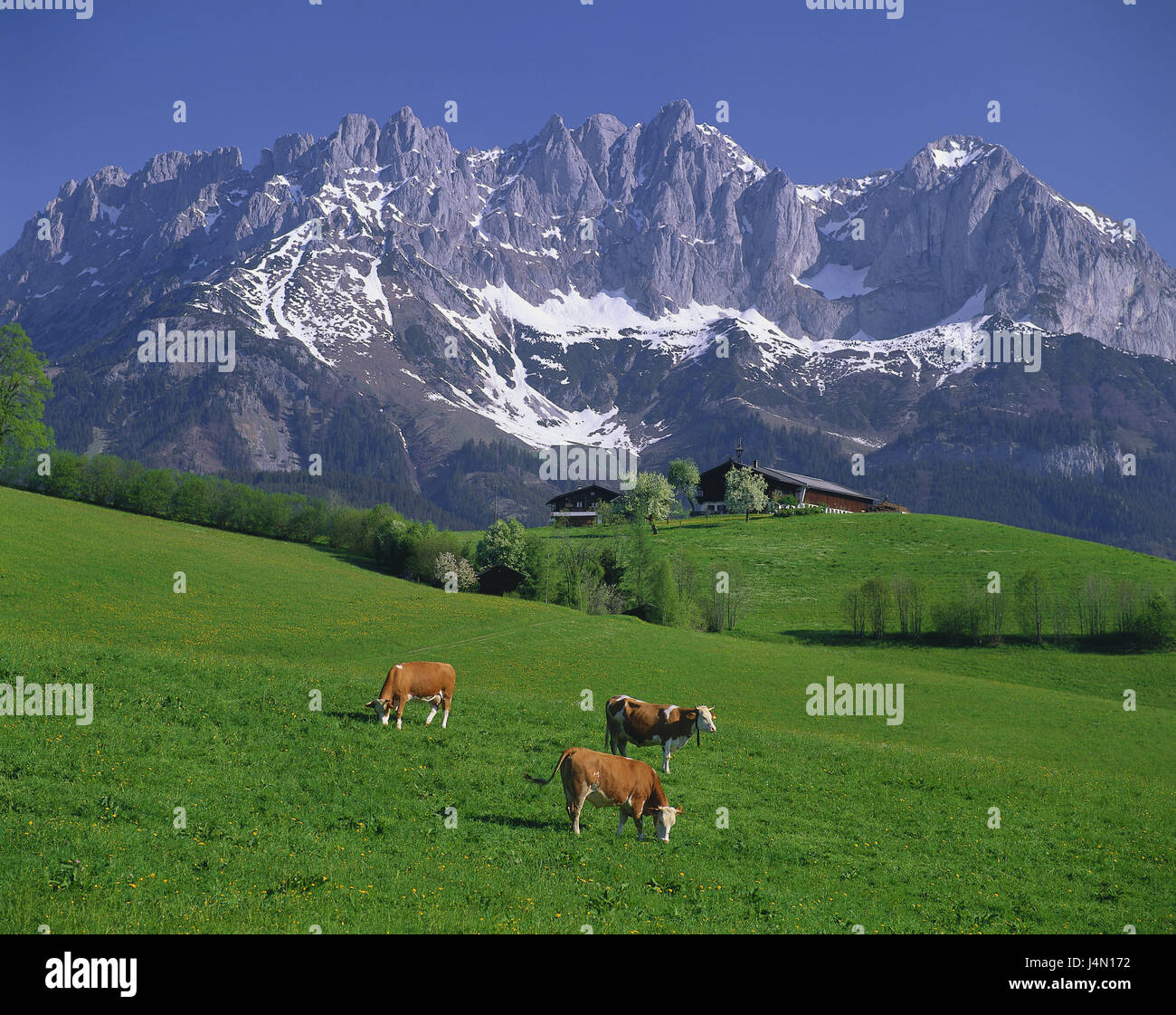 Austria, Tyrol, Kitzbuehel, Wilder Kaiser, meadow, cows, alps ...