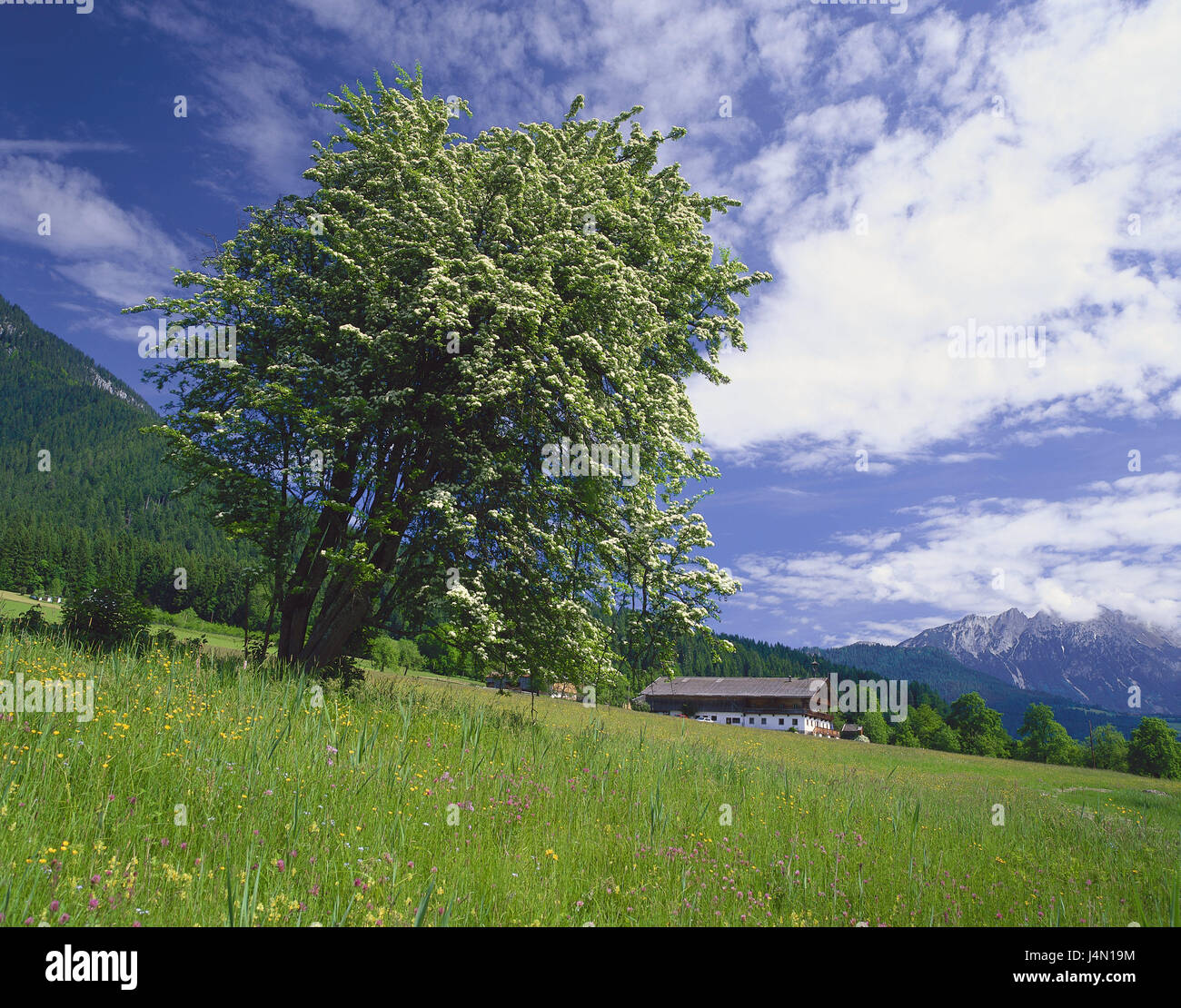 Austria, Tyrol, Söll, whitethorn, farm, Kaisergebirge, scenery ...