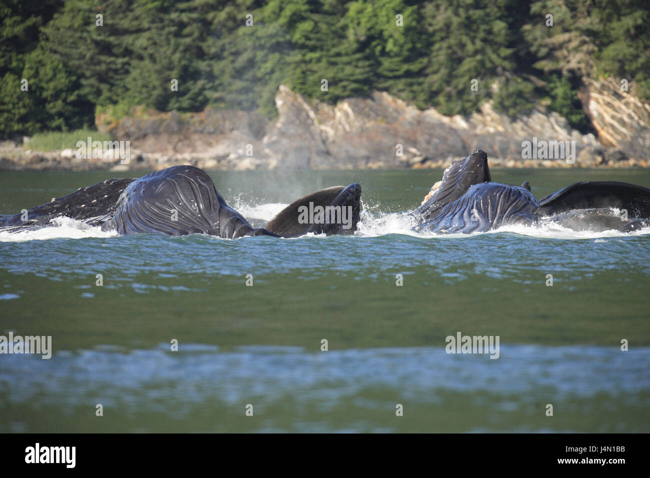 The USA, Alaska, Lynn Canal, humpback whales, appear, go hunting, sea ...
